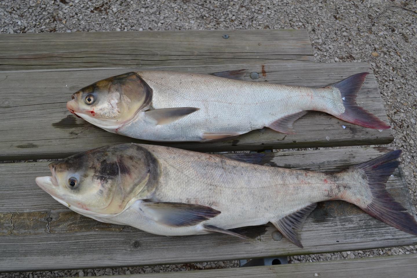 Research Using CO2 Keeps Even Small Fry Invasive Carp At Bay ...
